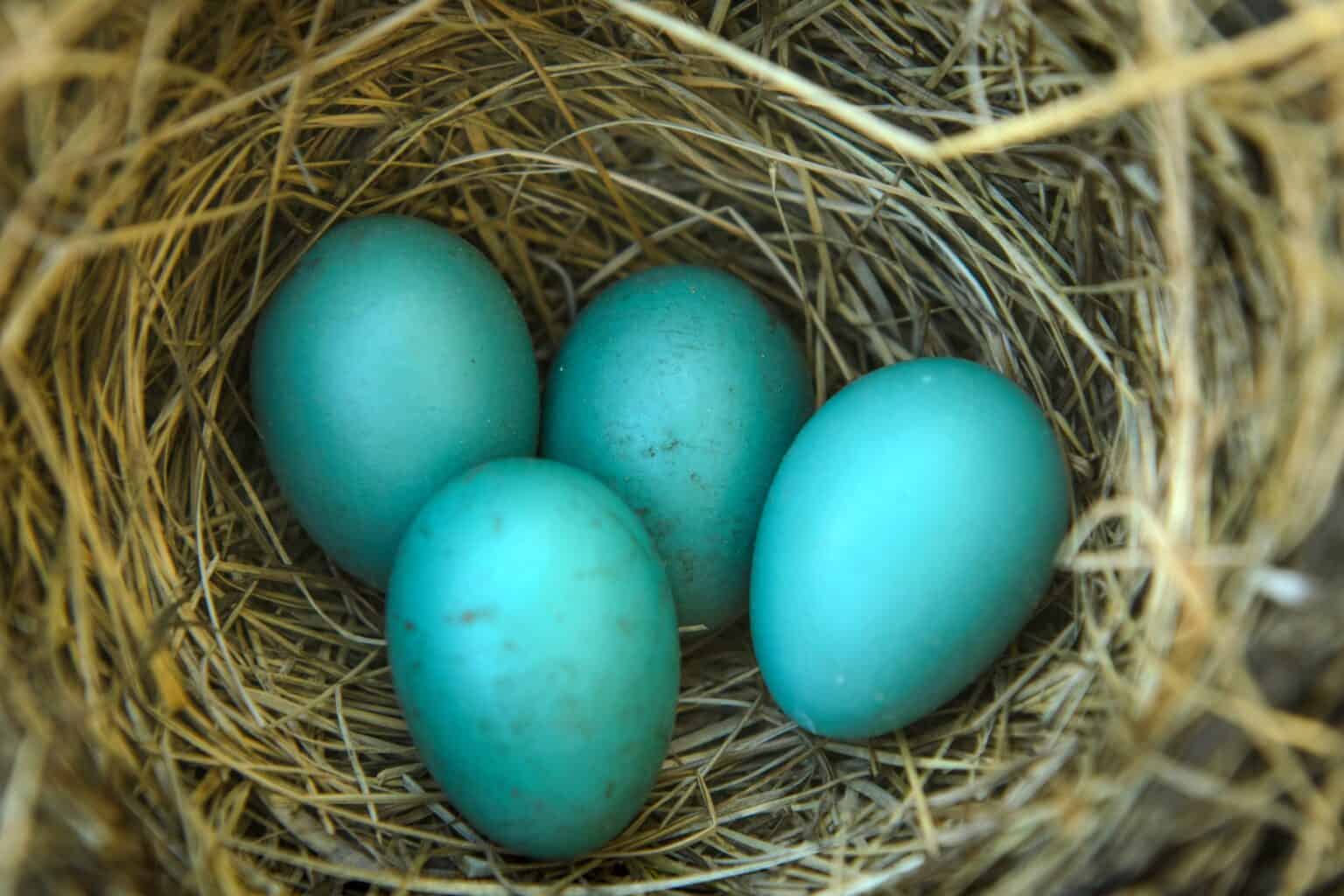 Robin Eggs: All You Need to Know (With Pictures)