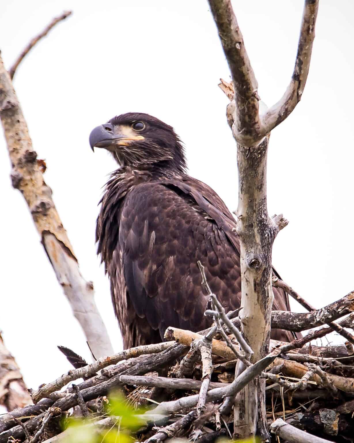 Baby Bald Eagles: All You Need to Know