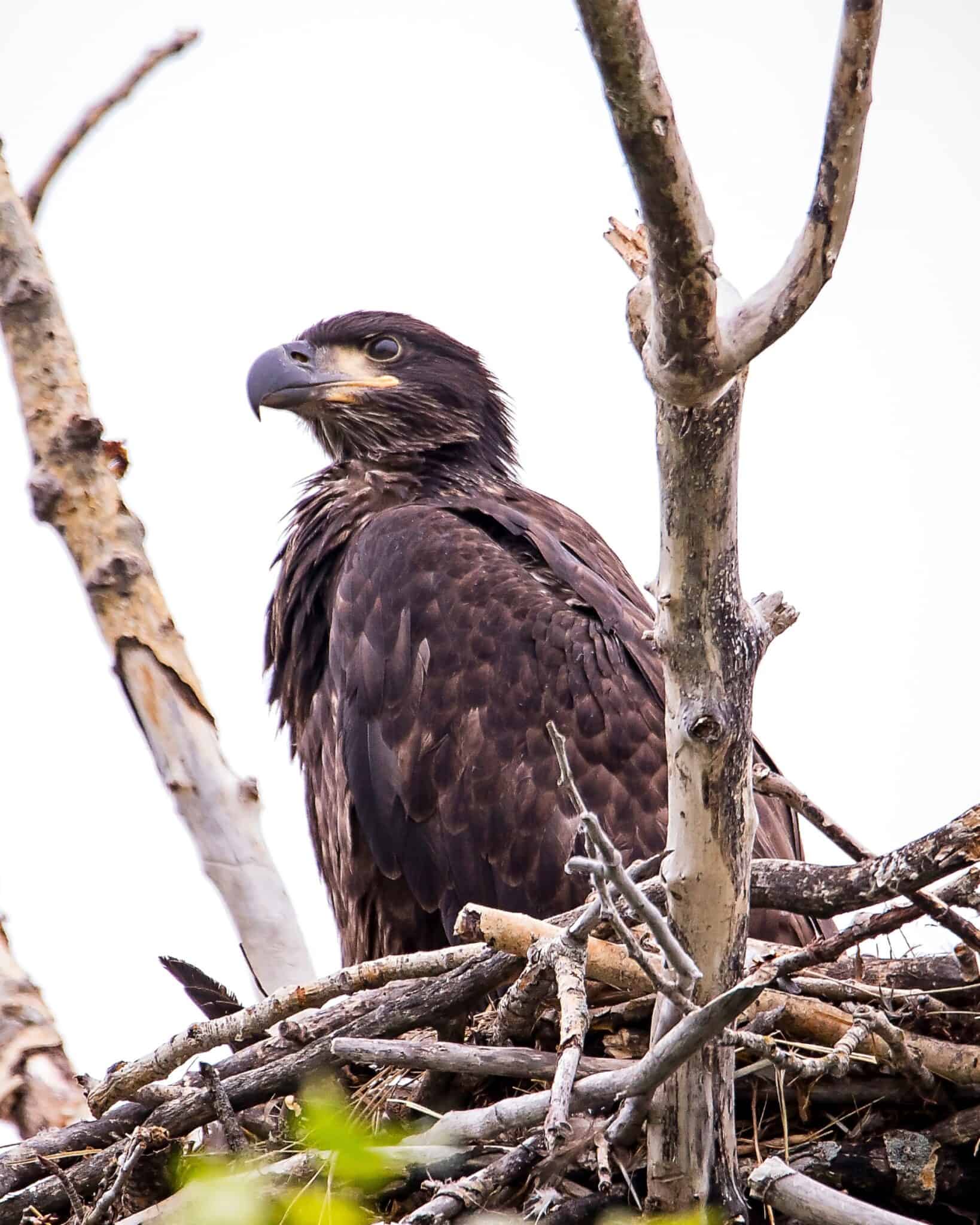 Baby Bald Eagles: All You Need to Know