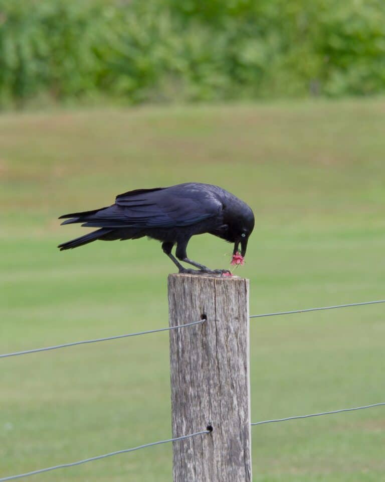 How to Befriend a Crow? (Step-By-Step Guide) - Bird Helpful
