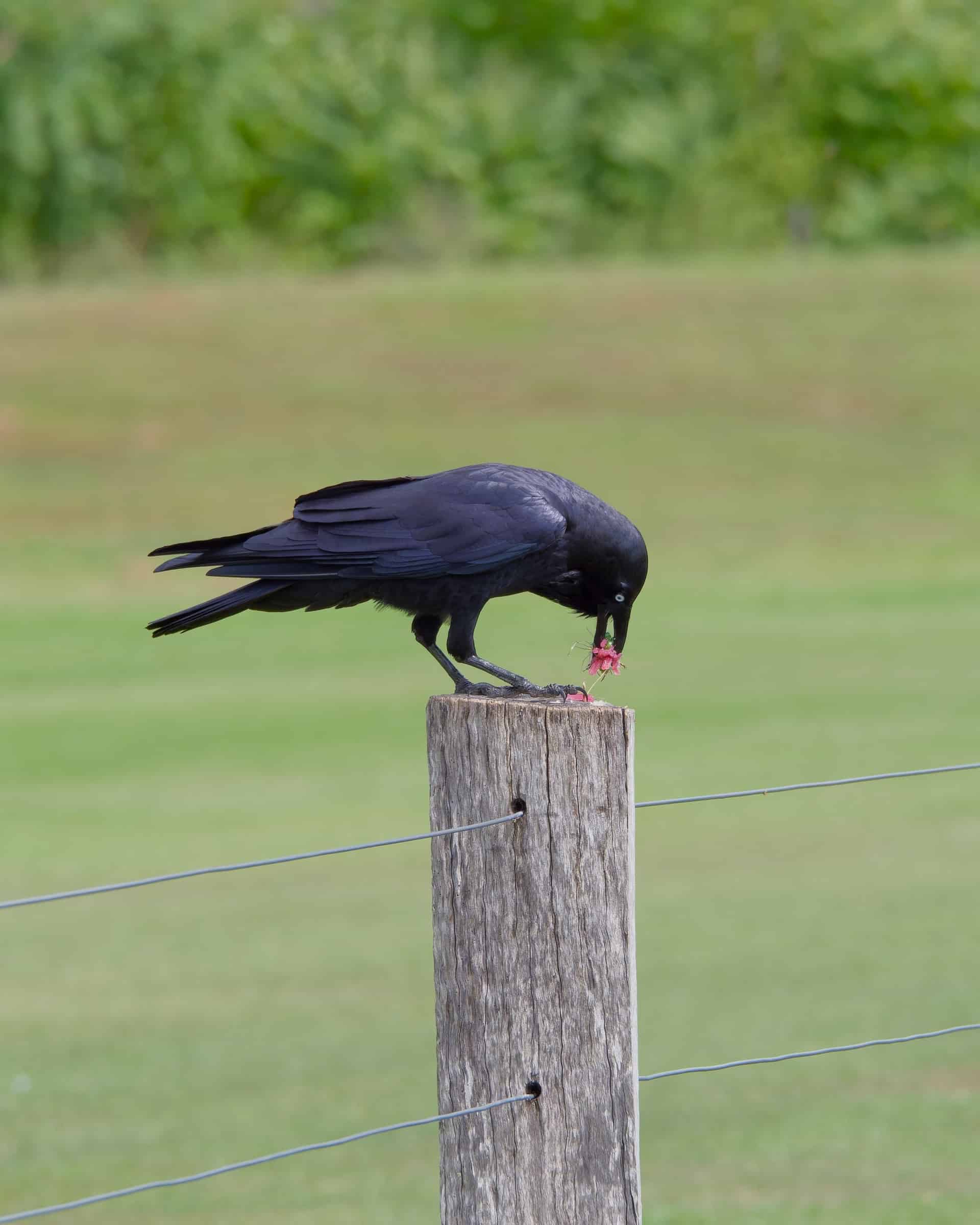 How to Befriend a Crow? (Step-By-Step Guide) - Bird Helpful