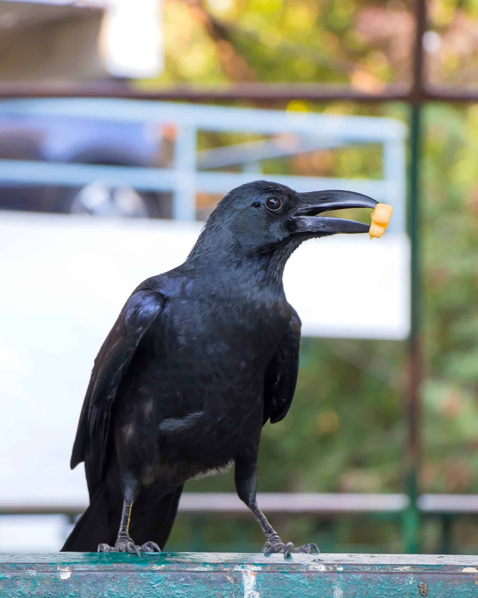 How to Befriend a Crow? (Step-By-Step Guide) - Bird Helpful