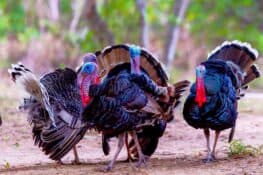 Why Is a Group of Turkeys Called a “Rafter”?