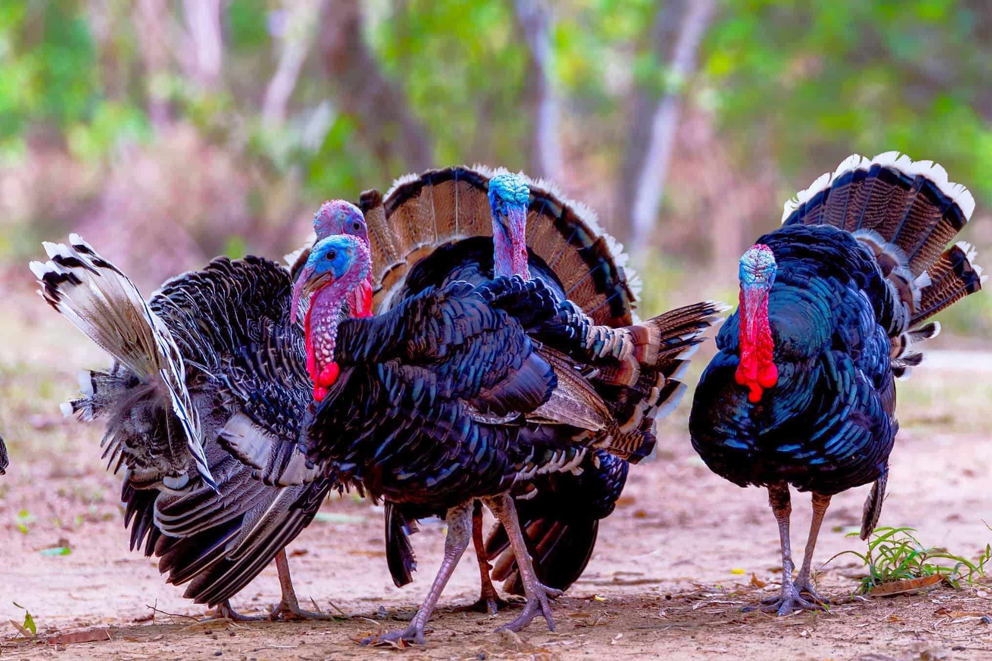 Why Is a Group of Turkeys Called a “Rafter”?