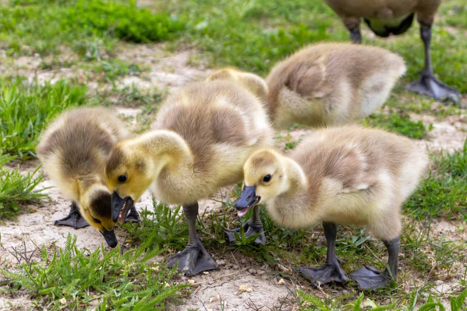 What Is a Group of Geese Called? (Complete List + Why?)