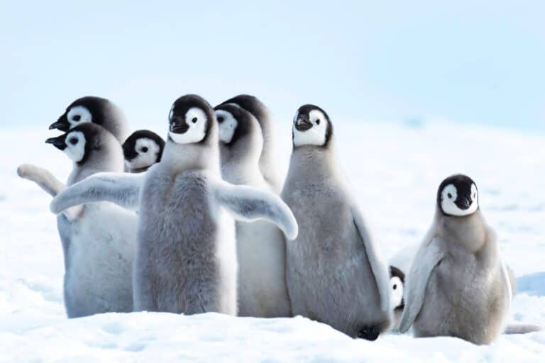 What Do You Call a Group of Penguins? (Complete Guide)