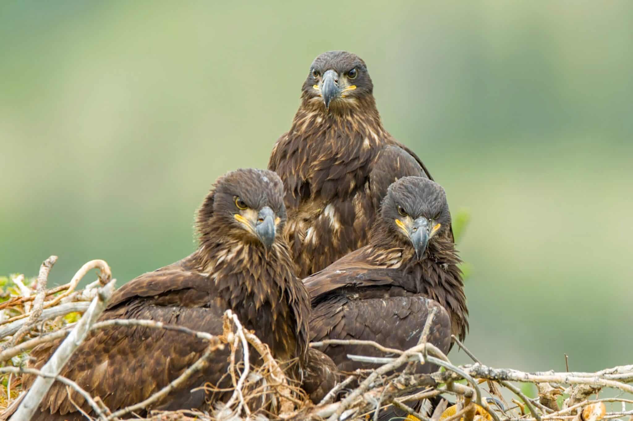 Baby Bald Eagles: All You Need to Know