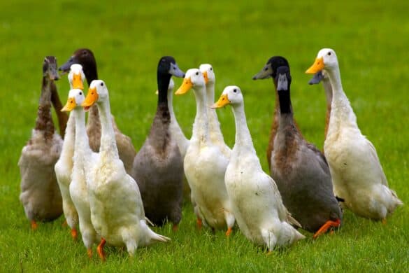 Why Is a Group of Crows Called a Murder? (The Story Behind It)