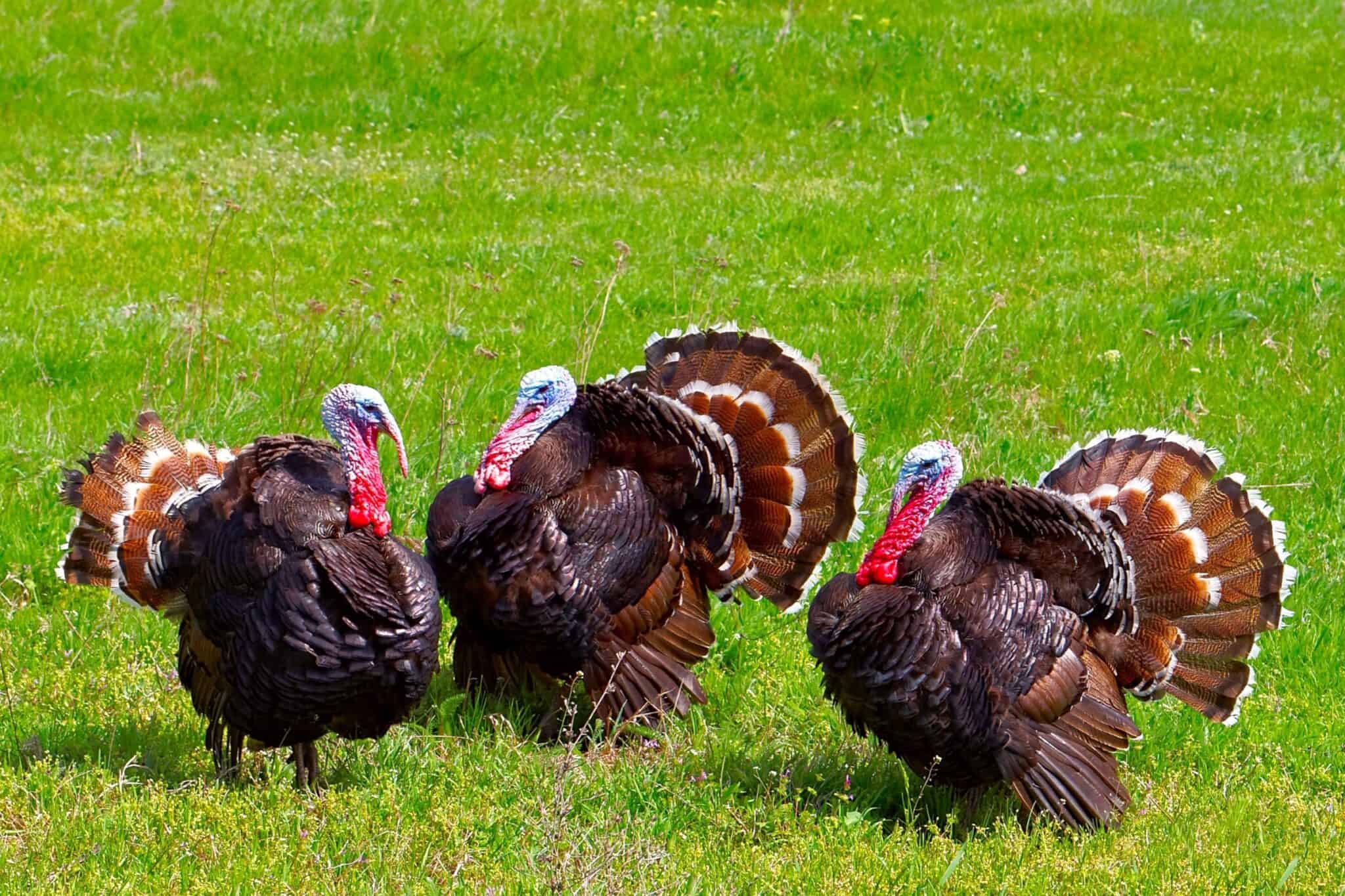 Why Is a Group of Turkeys Called a “Rafter”?