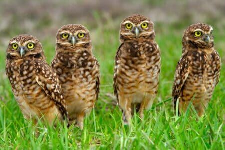 Why Is a Group of Owls Called a Parliament? (Complete Guide)