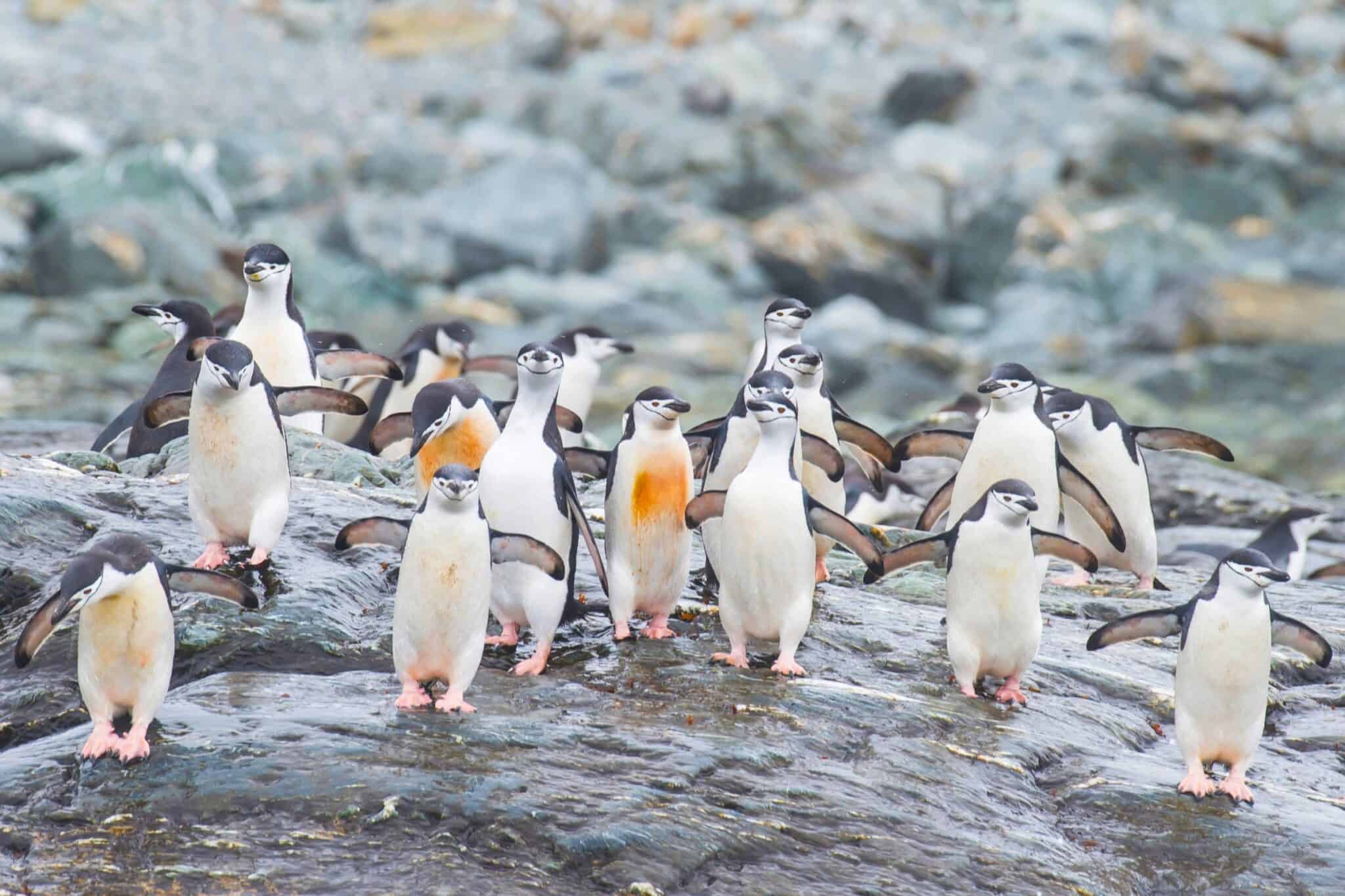 What Do You Call a Group of Penguins? (Complete Guide)