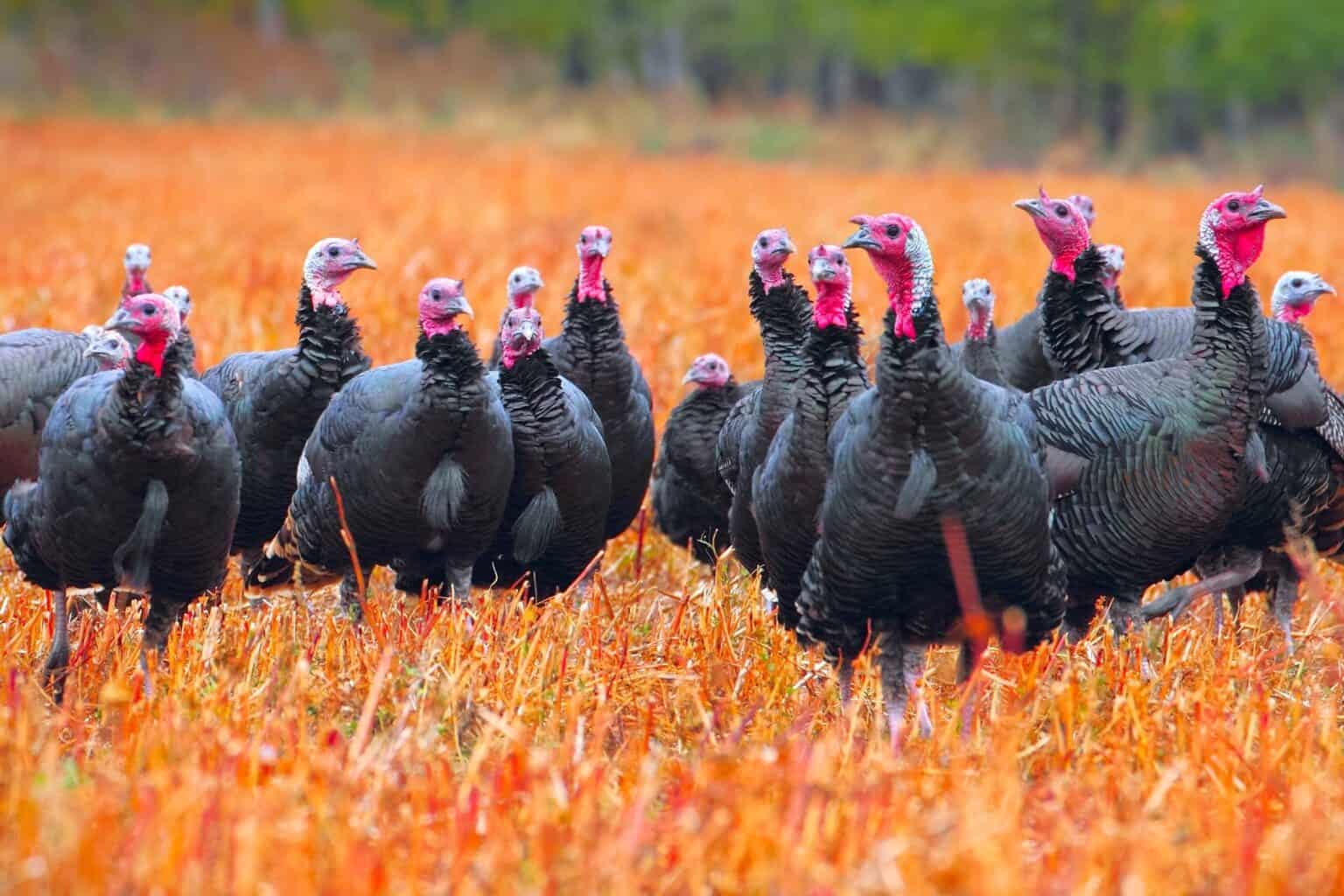 Why Is a Group of Turkeys Called a “Rafter”?