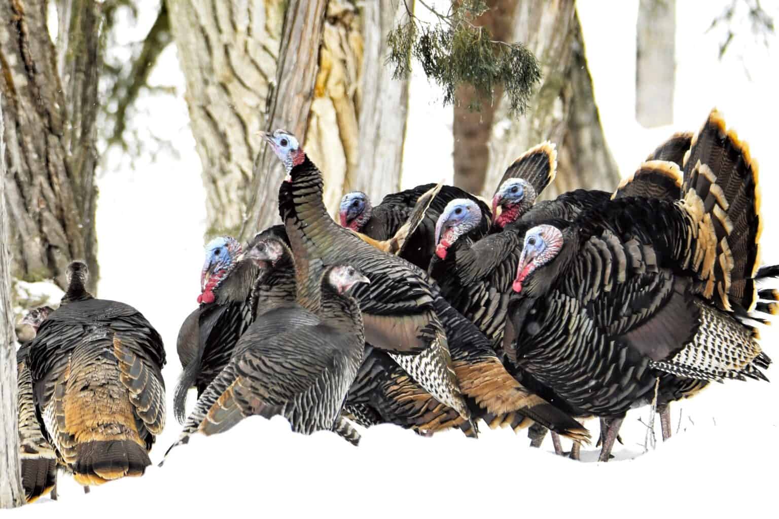 Why Is a Group of Turkeys Called a “Rafter”?