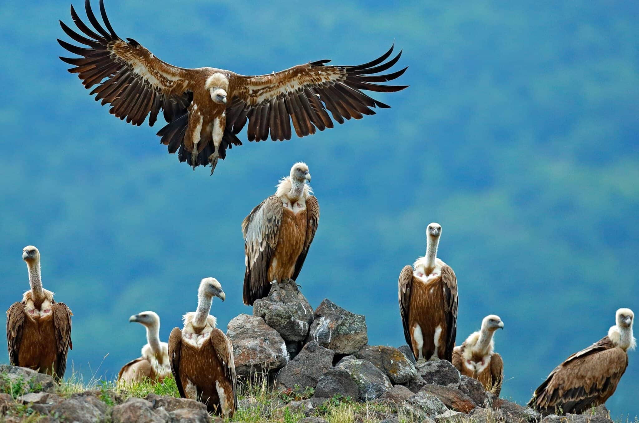 What Is a Group of Vultures Called? (And Why?)