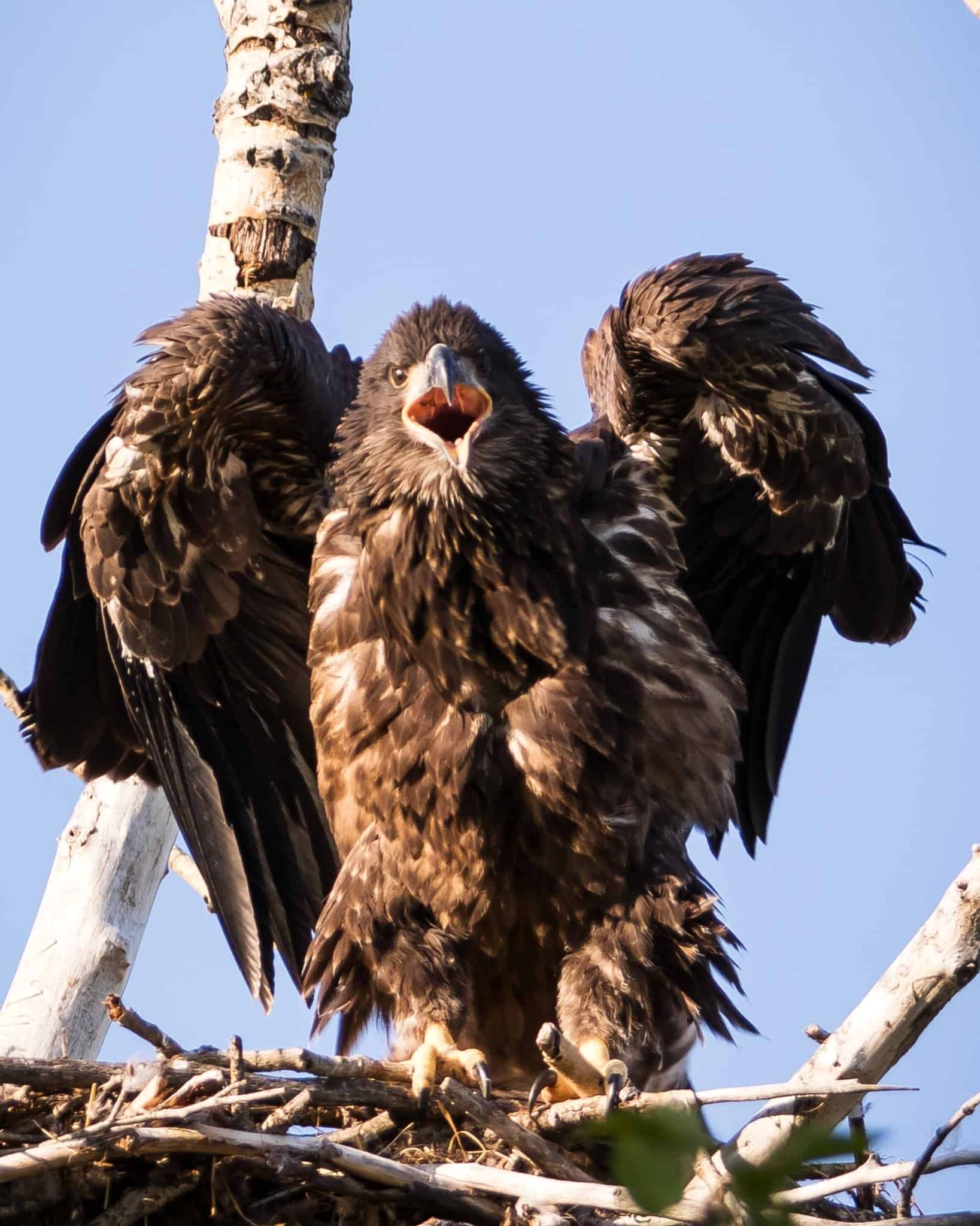 Baby Bald Eagles: All You Need to Know