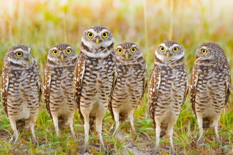 Why Is a Group of Owls Called a Parliament? (Complete Guide)