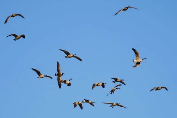 What Is a Group of Geese Called? (Complete List + Why?)