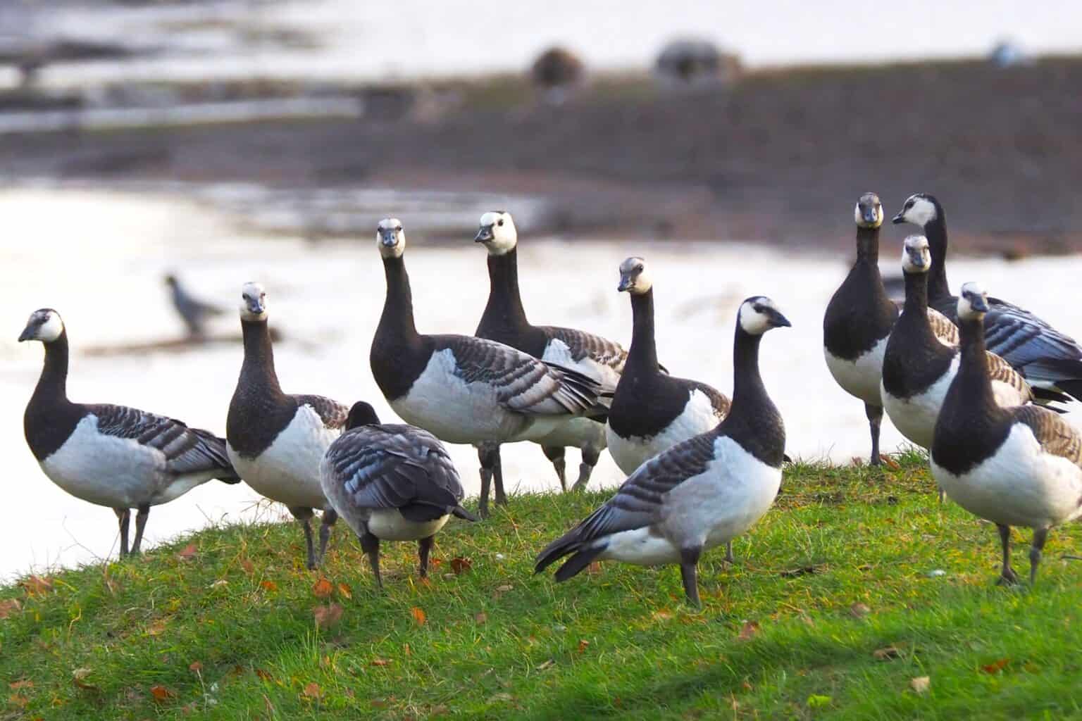 What Is a Group of Geese Called? (Complete List + Why?)