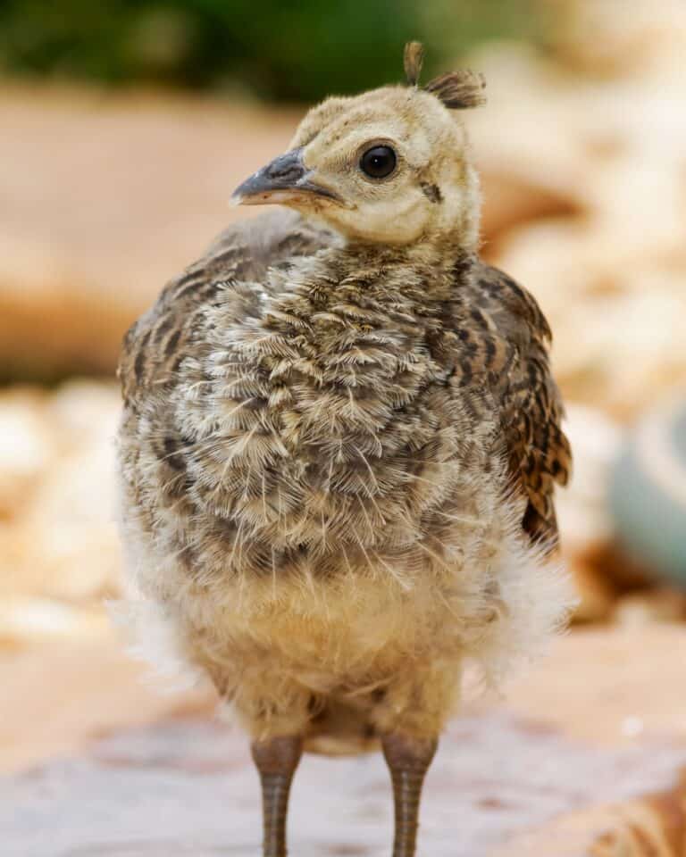 Baby Peacocks: All You Need to Know (With Pictures)
