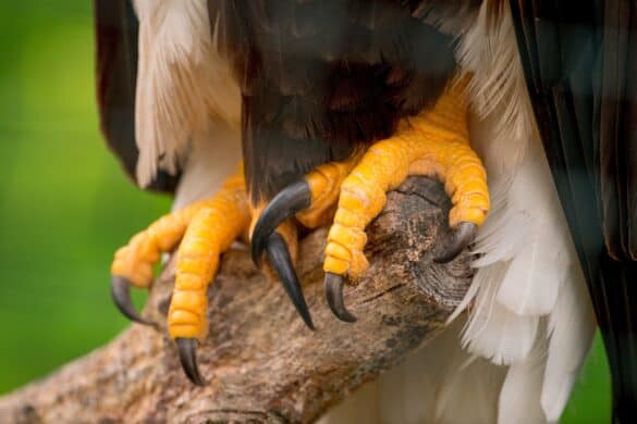 Bald Eagle Talons: Everything You Need to Know