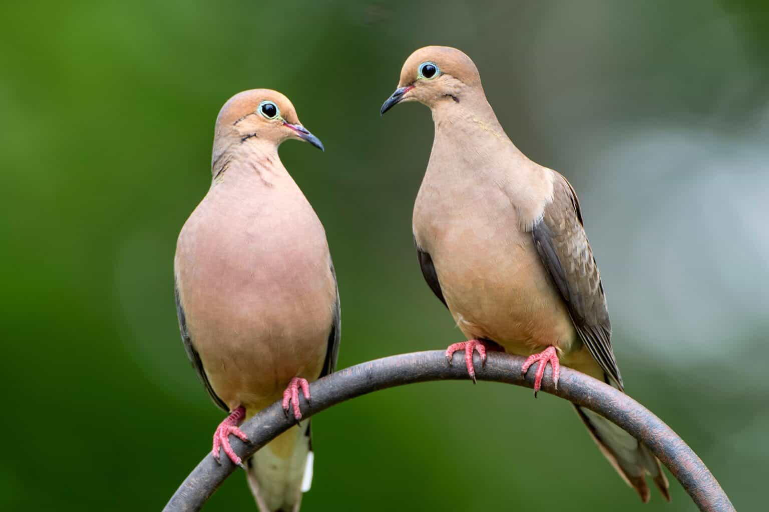 Are All Doves White? - Everything You Need to Know!