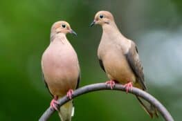 Are All Doves White? - Everything You Need to Know!