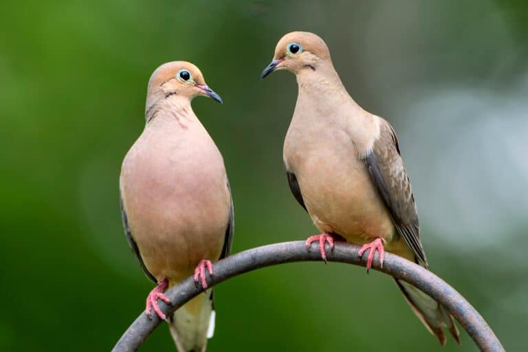Are All Doves White? - Everything You Need to Know!