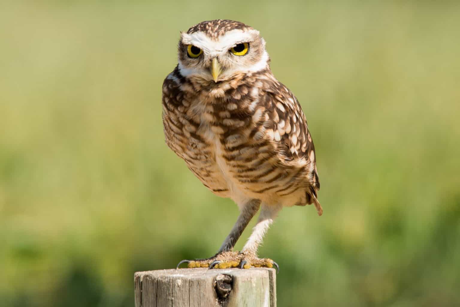 Owl Legs: All You Need to Know! (Pictures & FAQs)