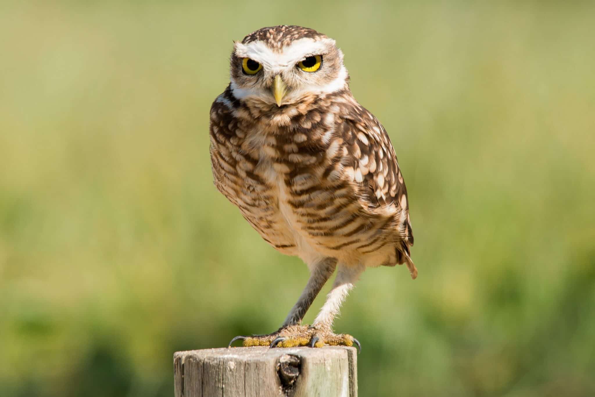 Owl Legs: All You Need to Know! (Pictures & FAQs)