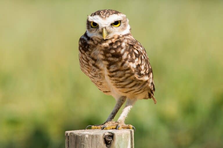Owl Legs: All You Need to Know! (Pictures & FAQs)