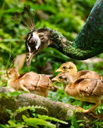 Baby Peacocks: All You Need to Know (With Pictures)