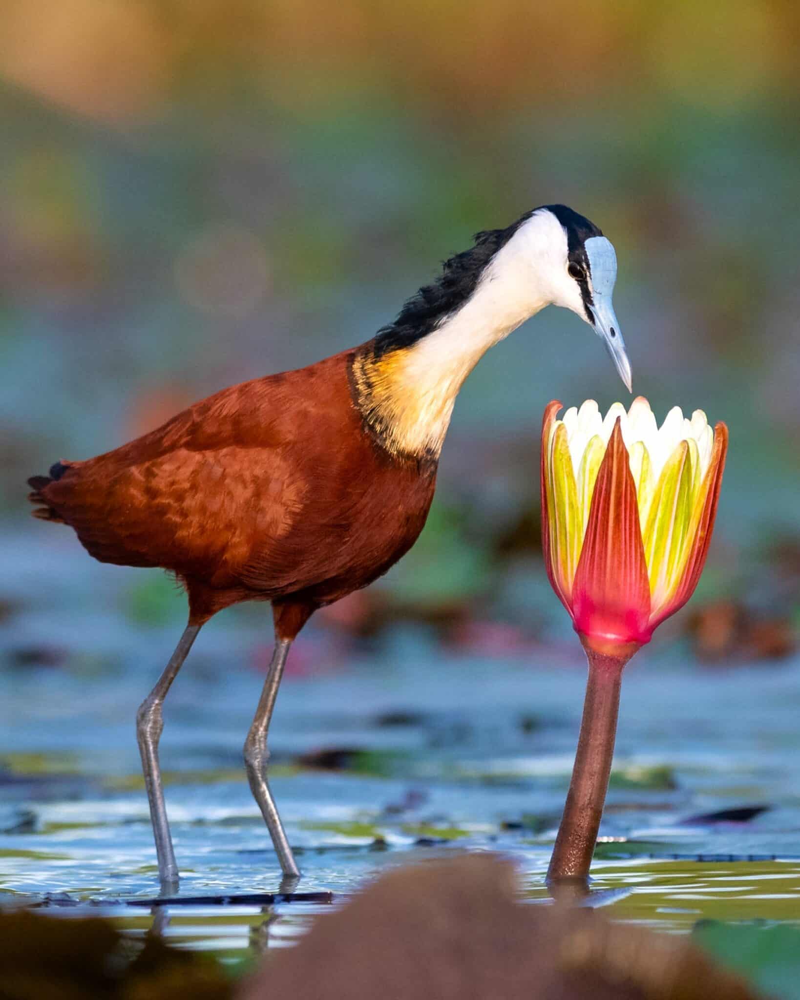 38 Unique Birds With Long Legs