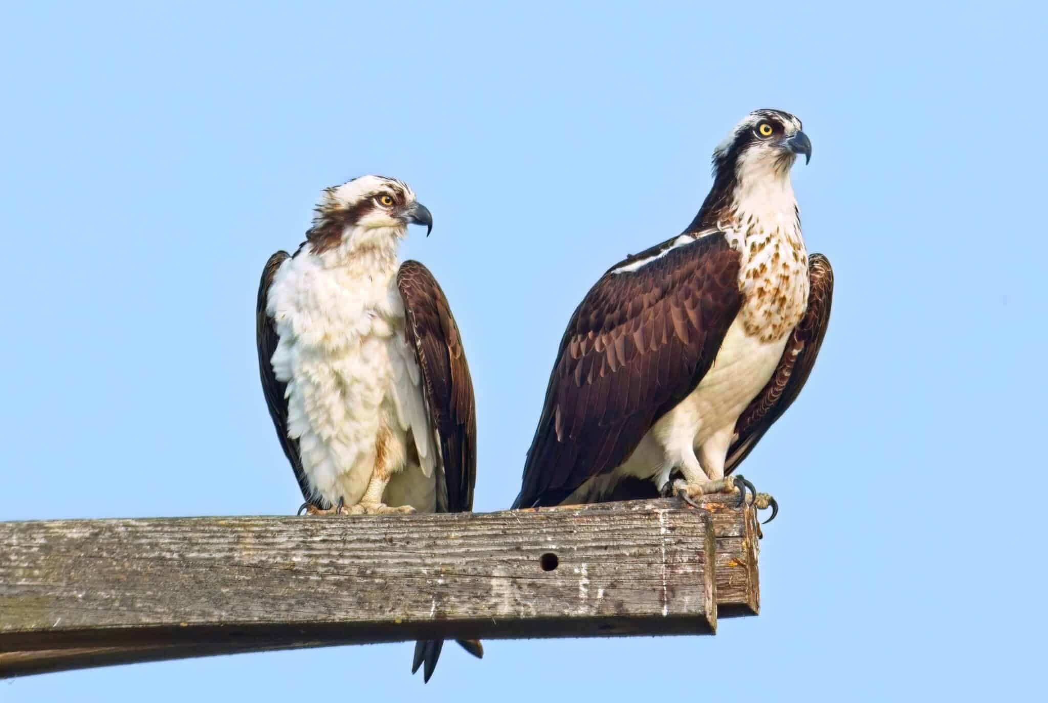 12 Amazing Hawks With White Heads