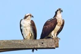 12 Amazing Hawks With White Heads