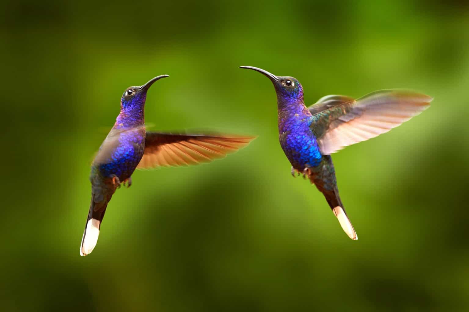 22 Amazing Purple Bird Species