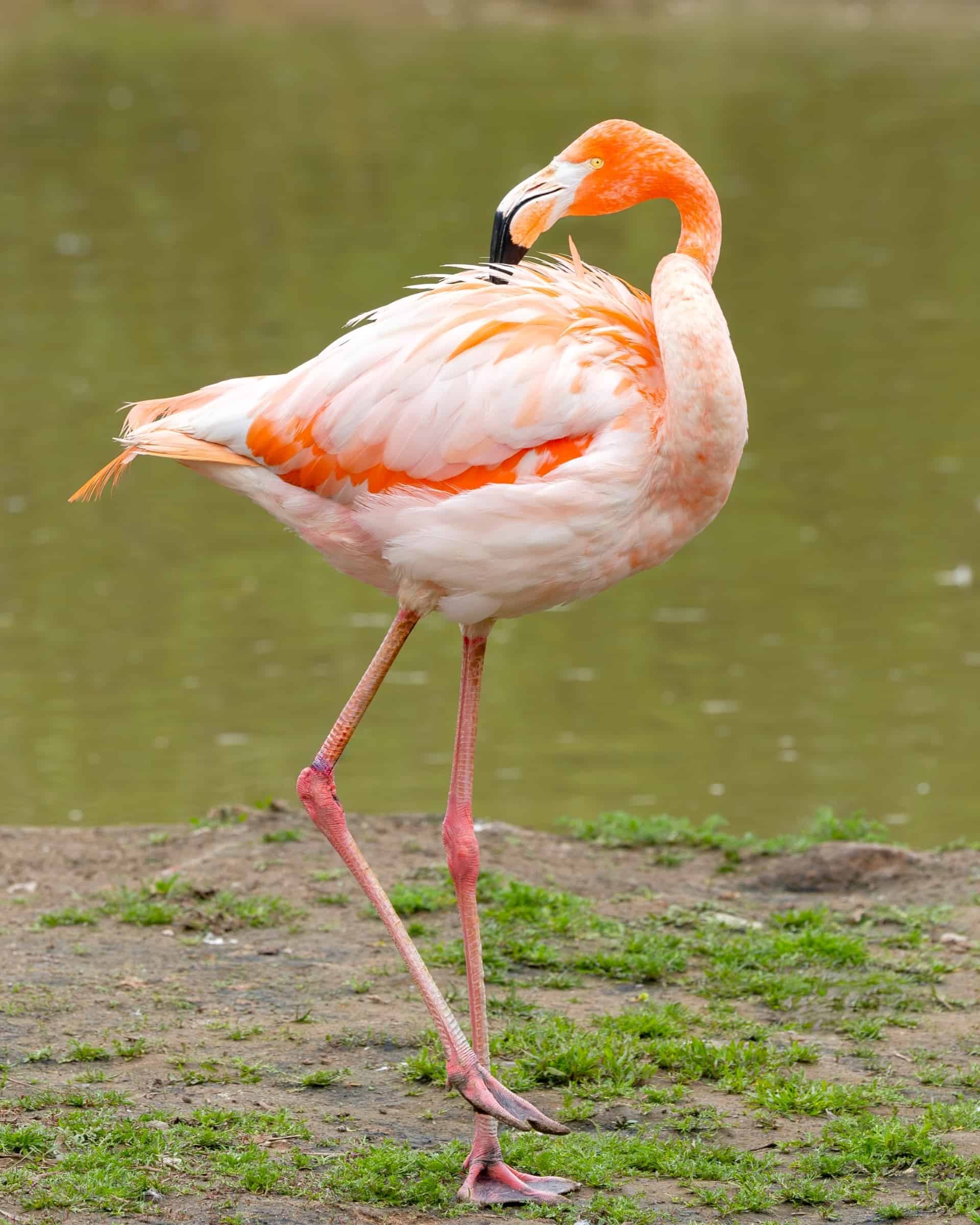 38 Unique Birds With Long Legs