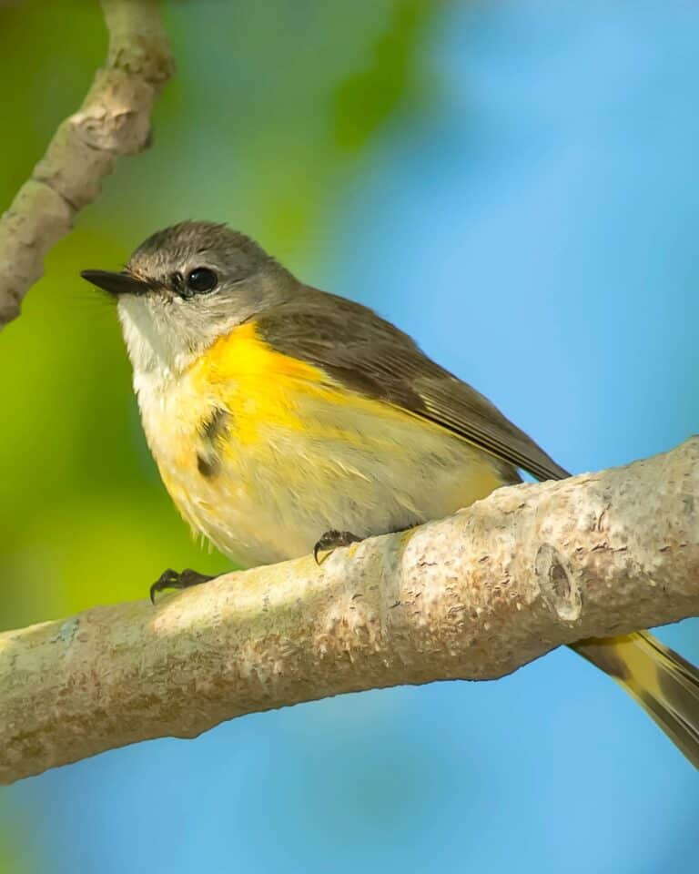 25 Small Yellow Birds to Brighten Your Day