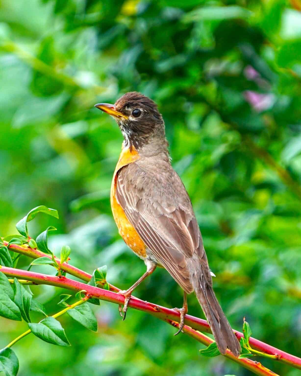 15 Birds That Build Mud Nests - Bird Helpful