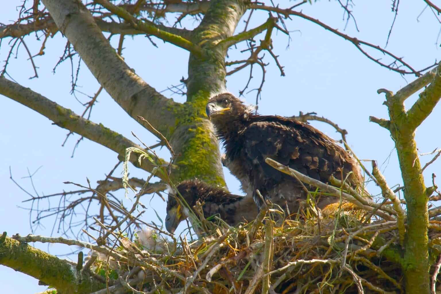 Baby Bald Eagles: All You Need to Know (With Pictures)