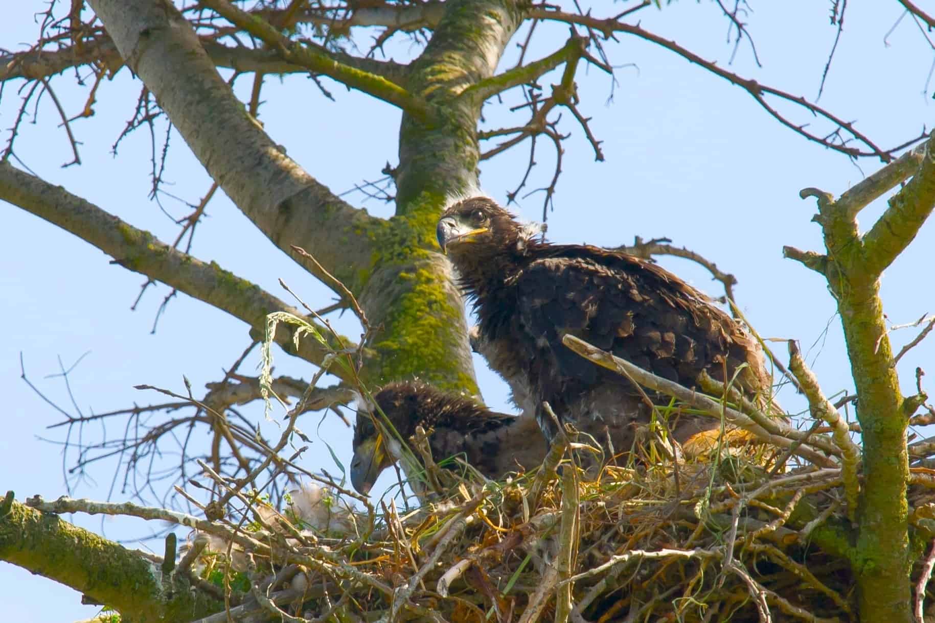 Baby Bald Eagles: All You Need to Know
