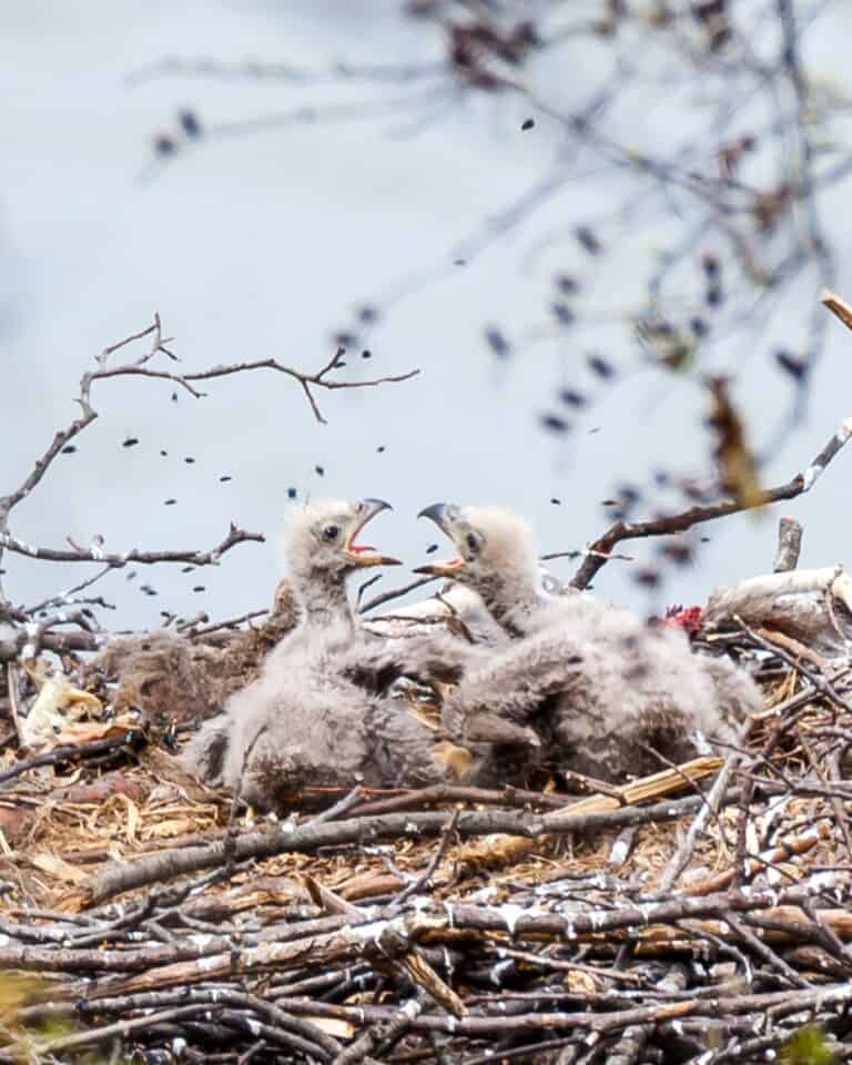 Baby Bald Eagles: All You Need to Know