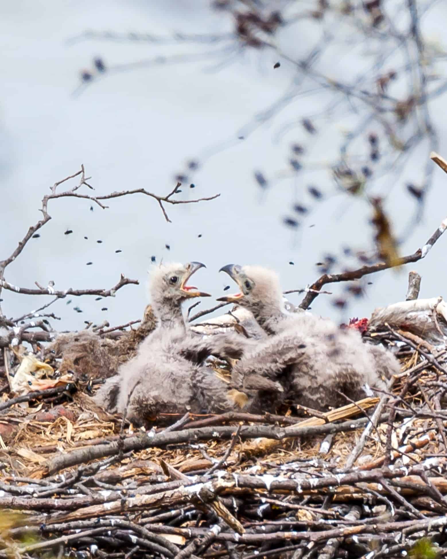 Baby Bald Eagles: All You Need to Know