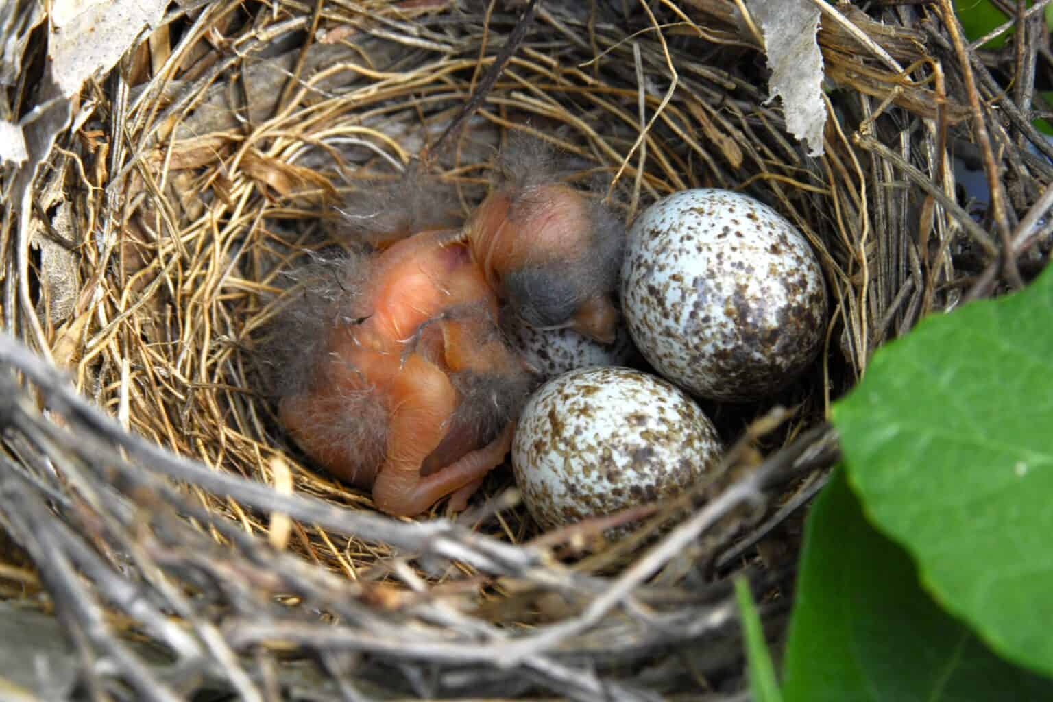 Cardinal Eggs: All You Need to Know (With Pictures)