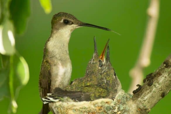 Baby Hummingbirds: Everything You Need to Know