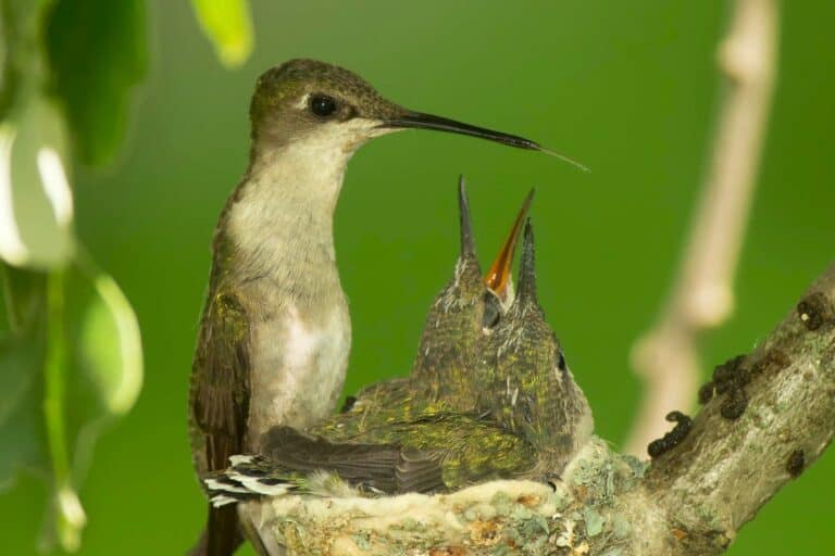 Baby Hummingbirds: Everything You Need to Know