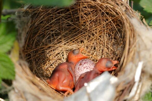 Baby Hummingbirds: Everything You Need to Know