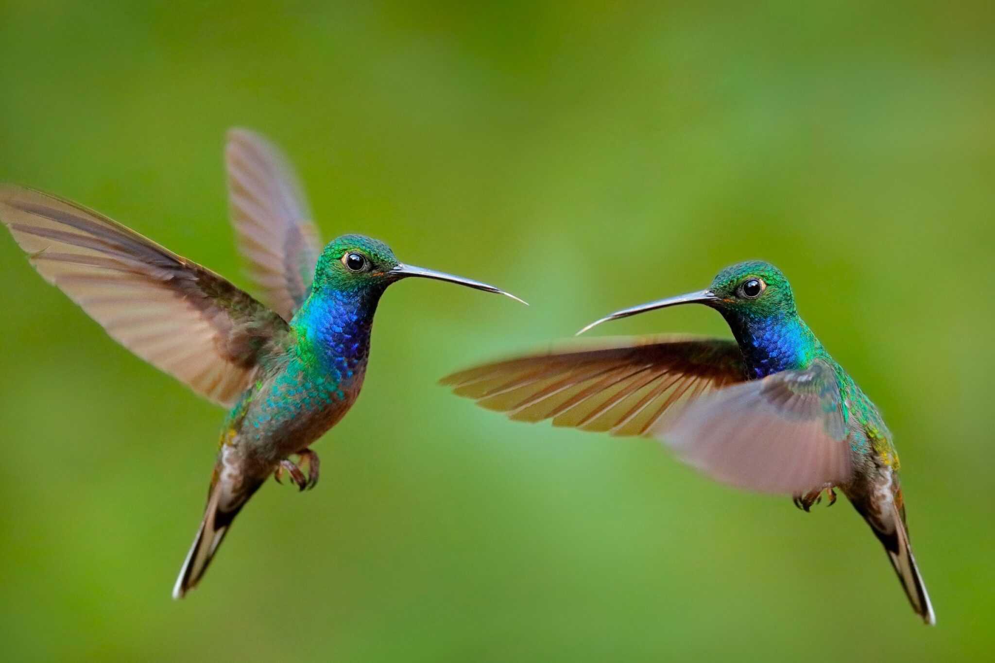 Baby Hummingbirds: Everything You Need to Know