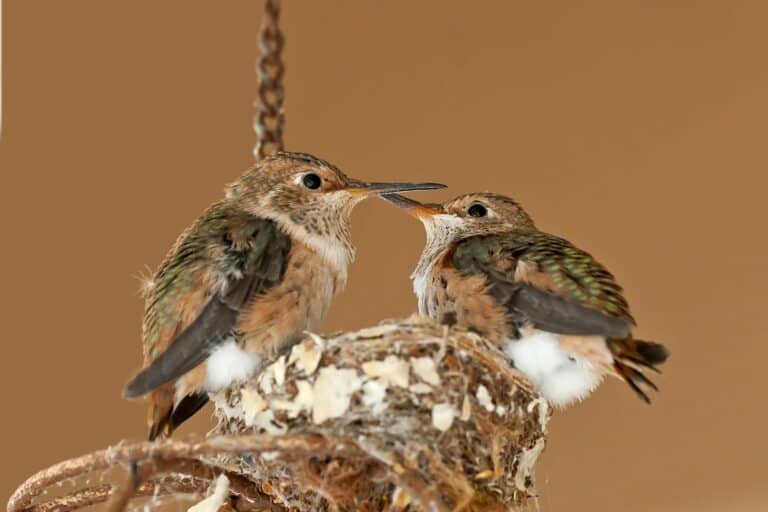 Baby Hummingbirds: Everything You Need to Know