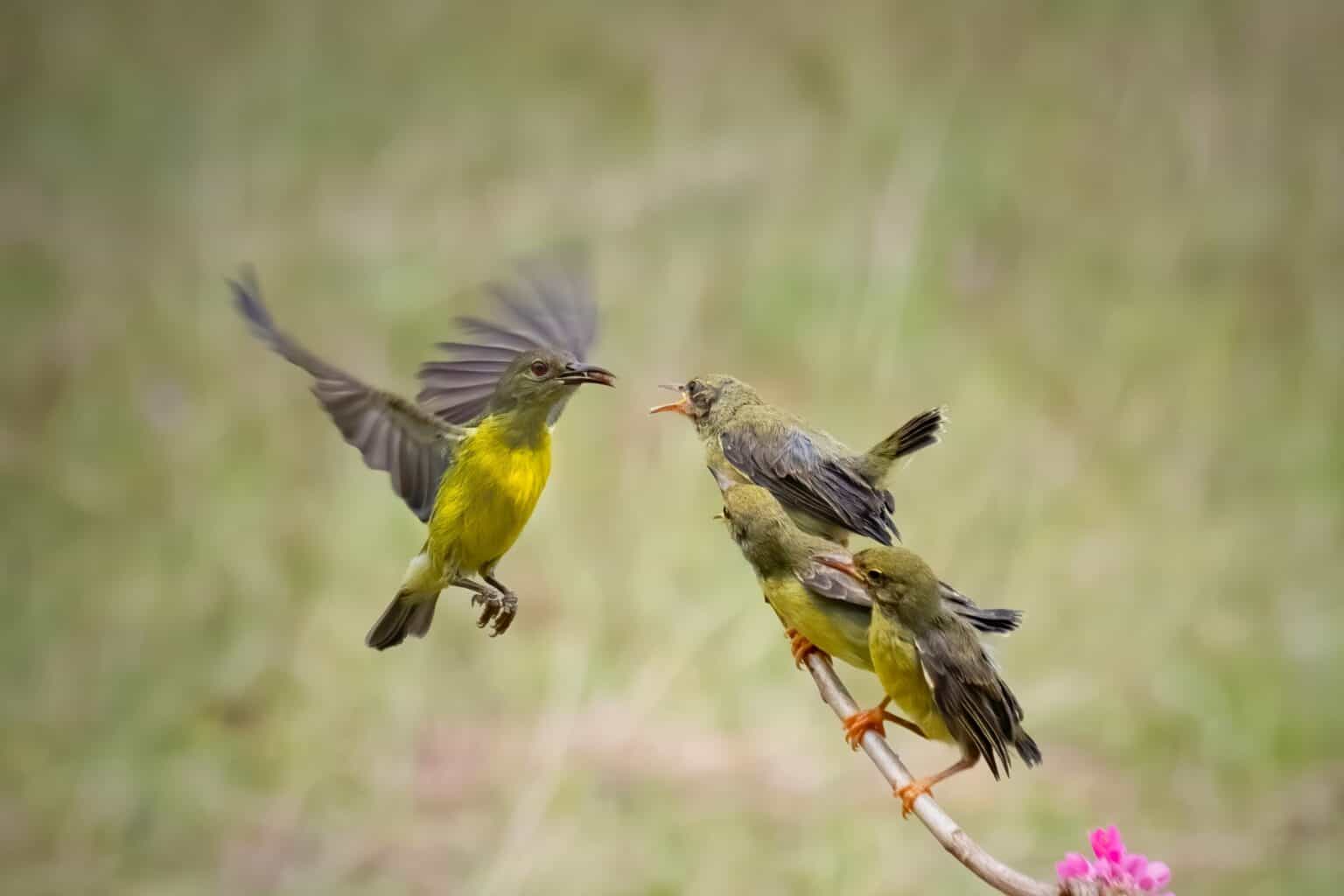 Baby Hummingbirds: Everything You Need to Know