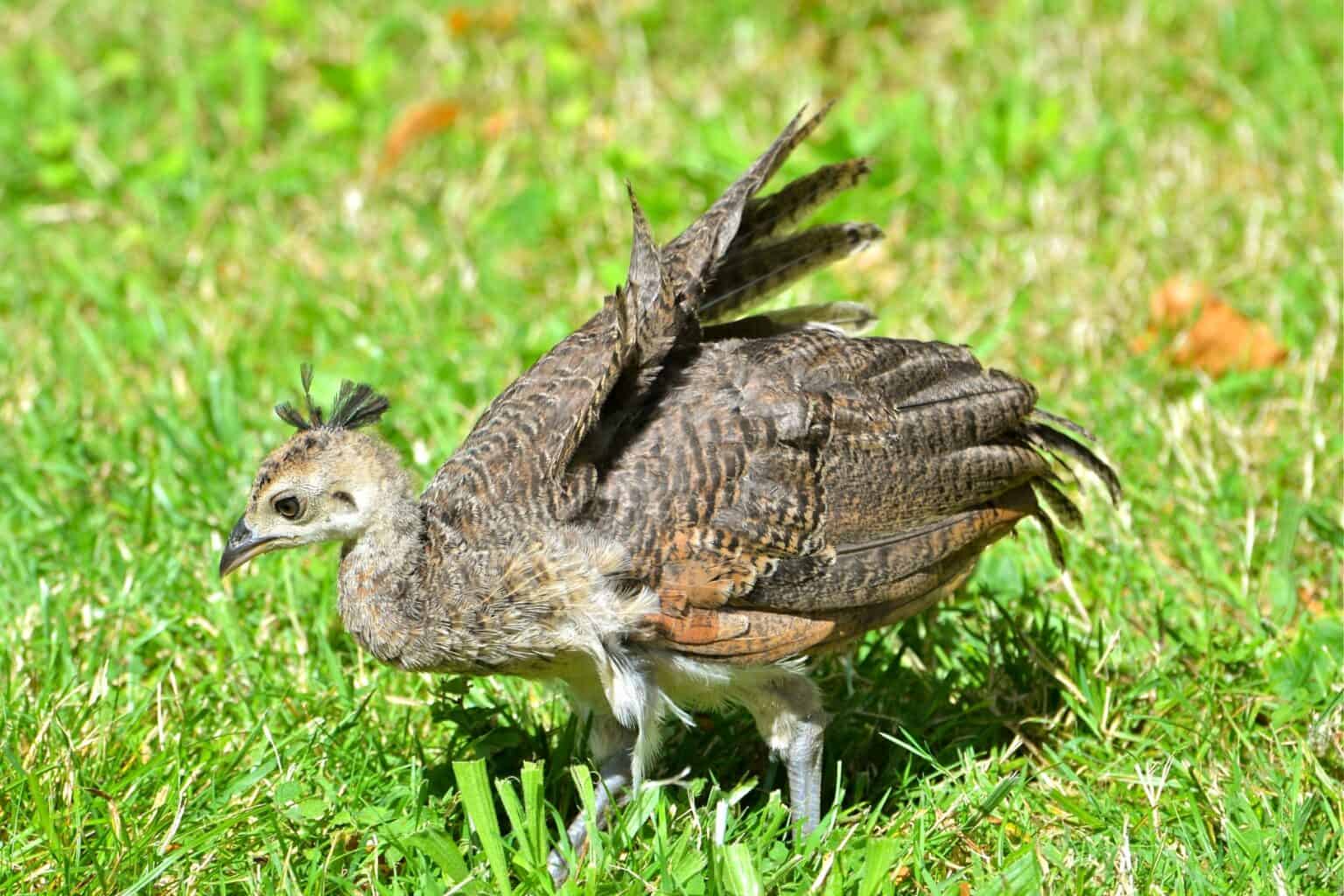 Baby Peacocks: All You Need to Know (With Pictures)